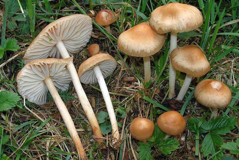 Itt a gombaszezon! - Ezt tudtad? | Erdeiprogramok.hu - Élményekben ...