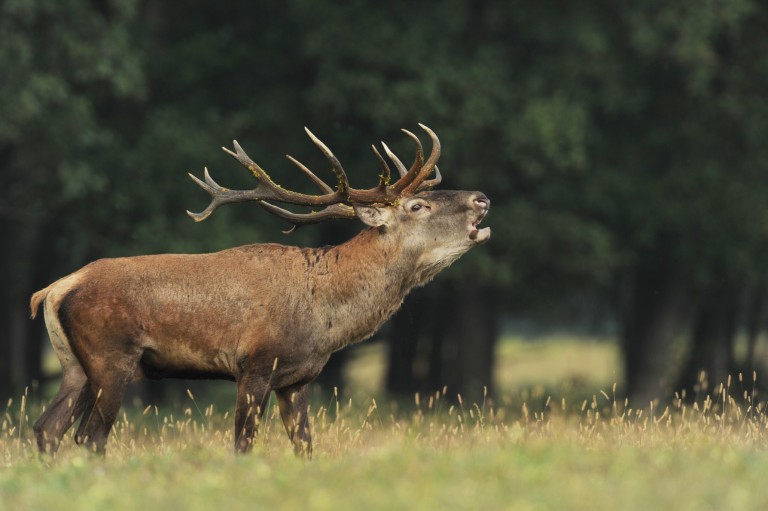 Az egyik legfontosabb nemzeti kincsünk a gemenci gímszarvas ...
