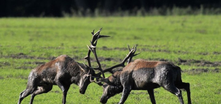 Szarvasbőgés | Erdeiprogramok.hu - Élményekben gazdag magyar erdők