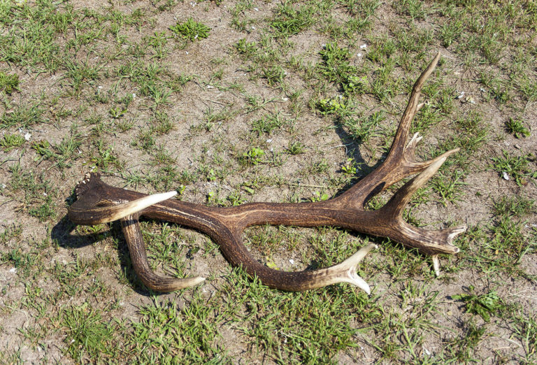 Engedély nélkül tilos agancsot gyűjteni az erdőben! | Erdeiprogramok.hu ...