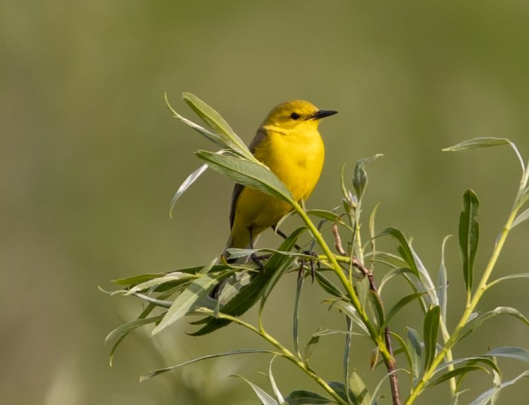 Sárga billegetők hangjától hangos a Kis-Sárrét | Erdeiprogramok.hu ...